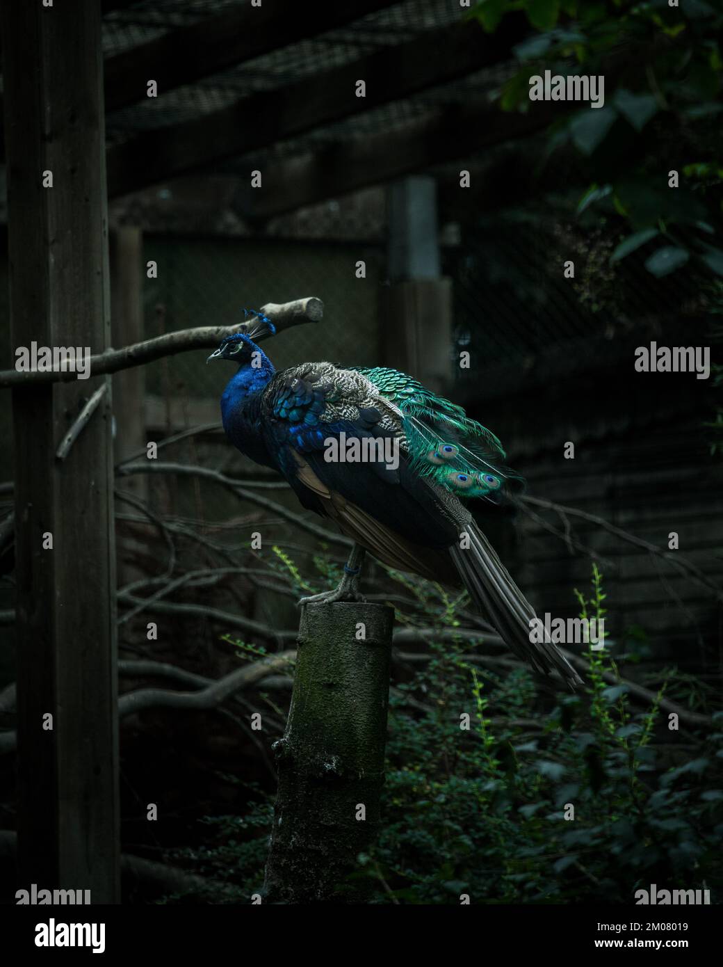 A vertical closeup of a common peacock (cristatus) on a trunk Stock ...