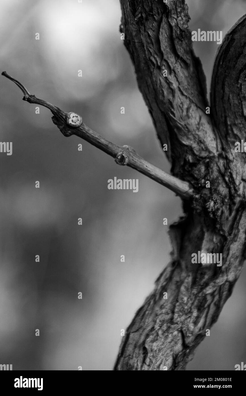 A vertical grayscale of the branches of a tree Stock Photo - Alamy
