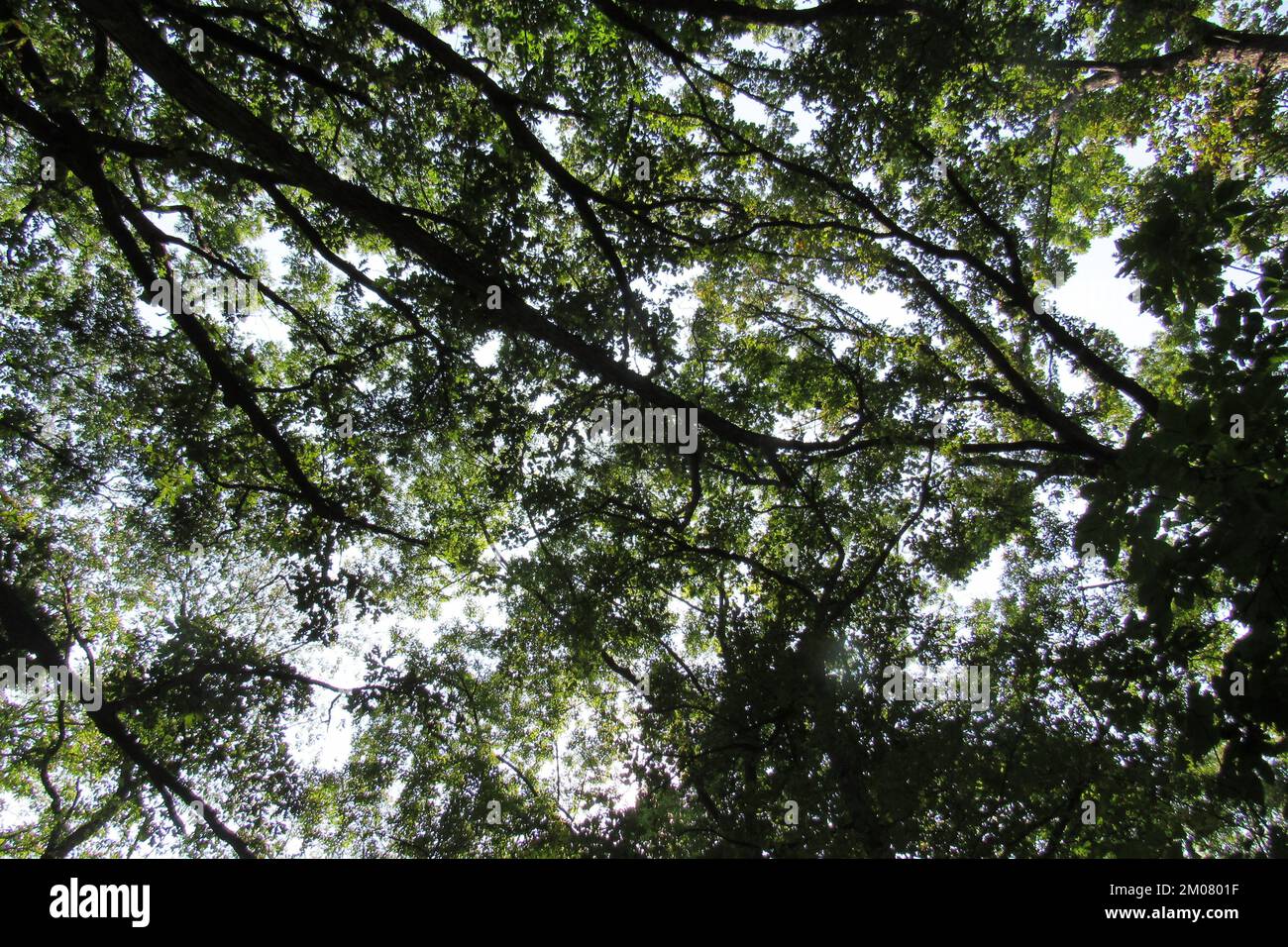 A low angle shot of the texture of green branches of the trees against ...