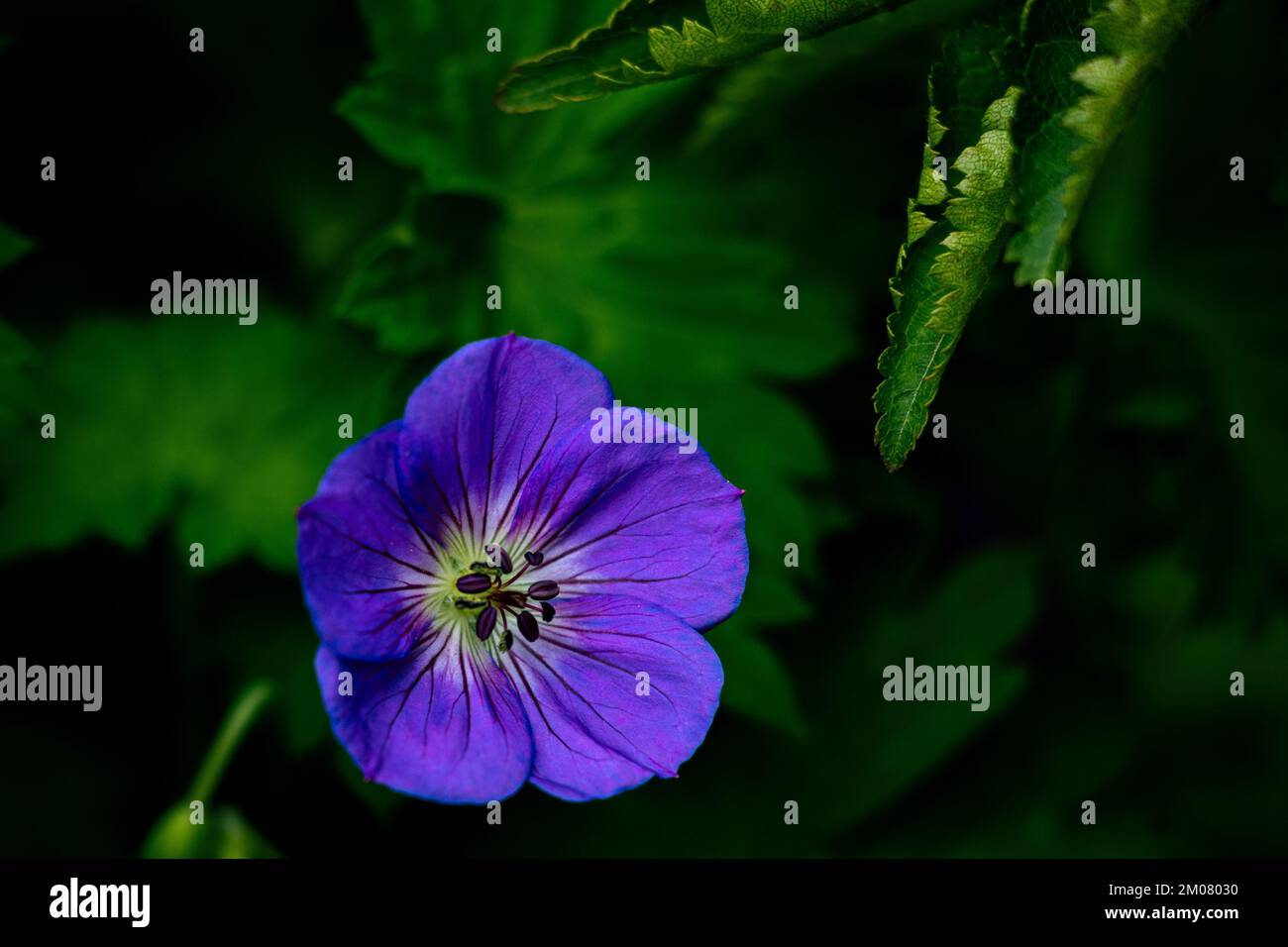 A closeup of a blue geranium wallichianum flower Stock Photo - Alamy