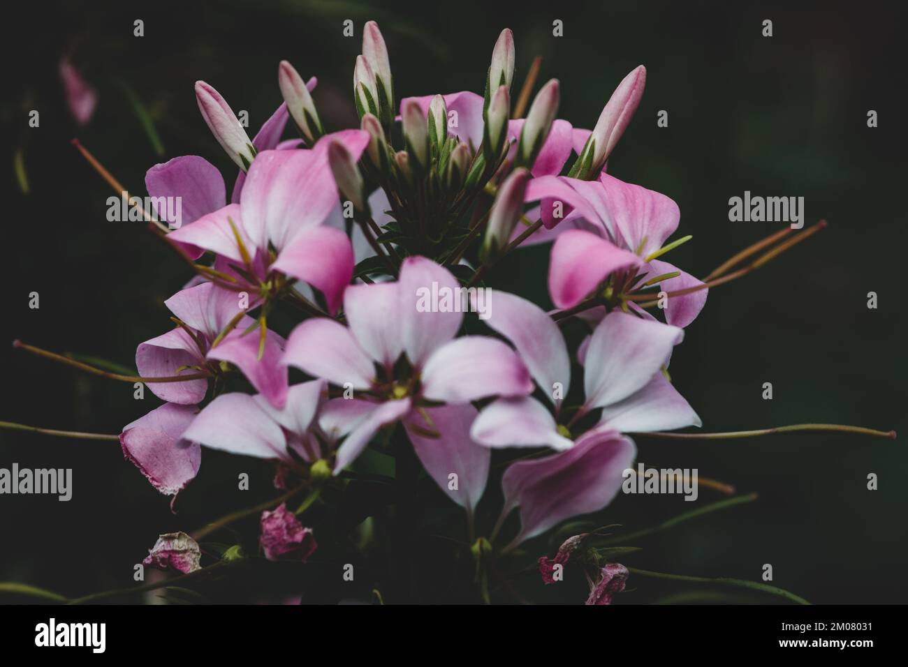 A closeup of a pink cyclamen flower Stock Photo - Alamy