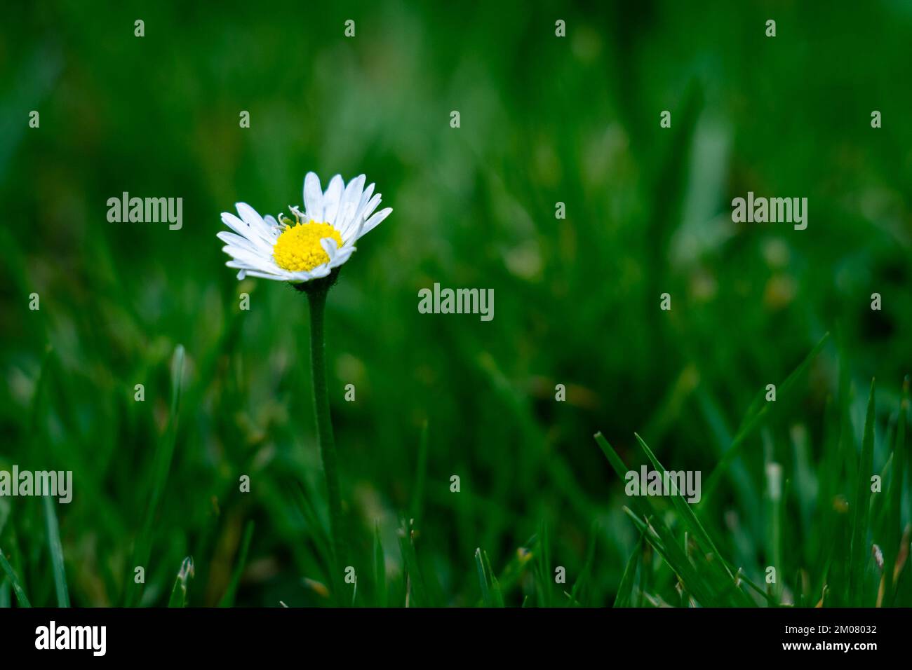 A small white daisy flower in the green field Stock Photo - Alamy