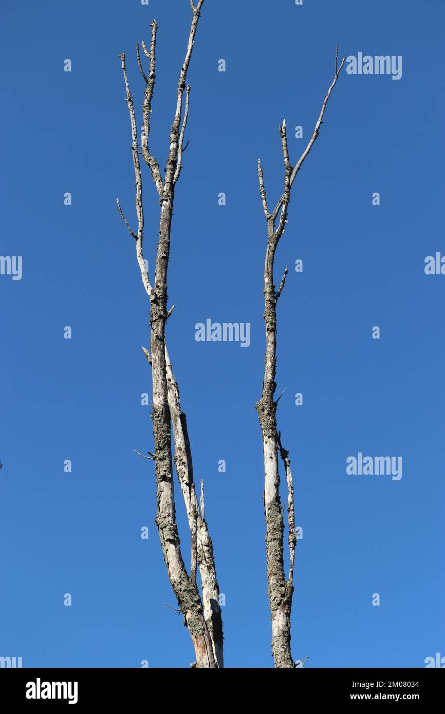 A vertical shot of the branches of a weathered tree on the background ...