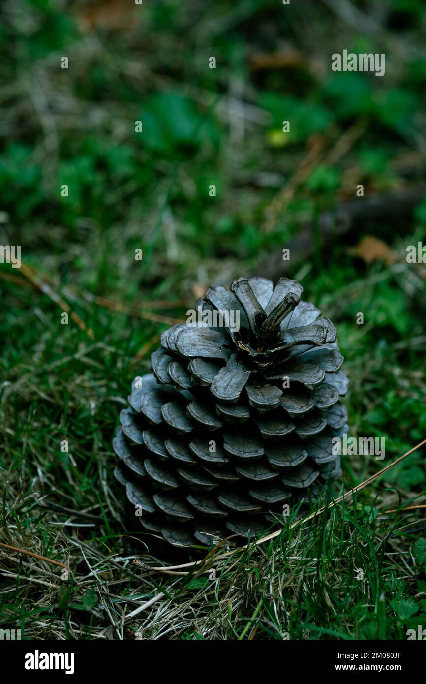 A vertical shot of a pine cone on the ground in the forest Stock Photo ...