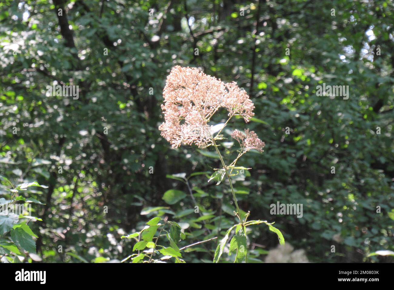 A hemp-agrimony plant in the green forest Stock Photo - Alamy