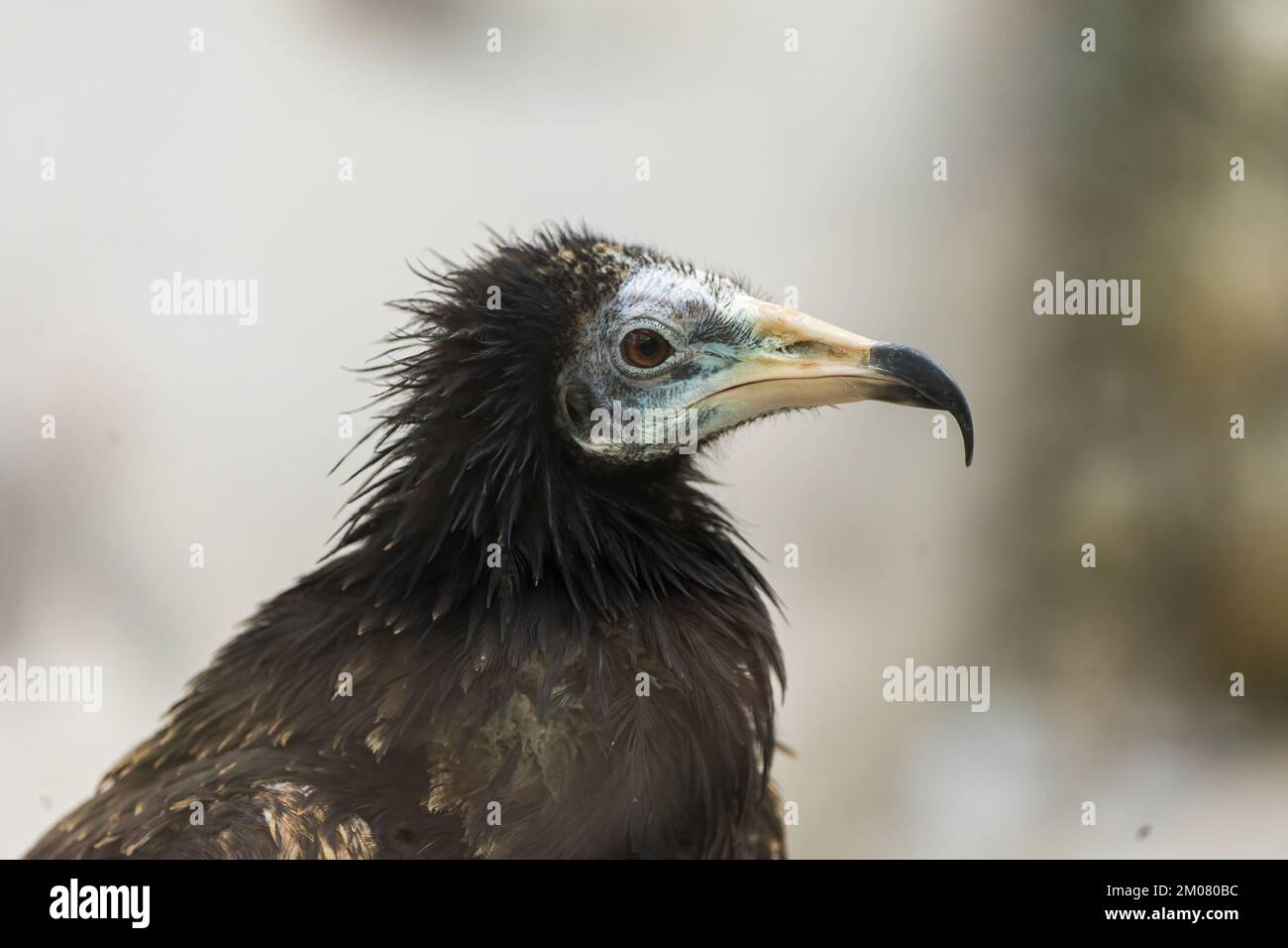 A close-up of a black common vulture (Neophron percnopterus) looking ...