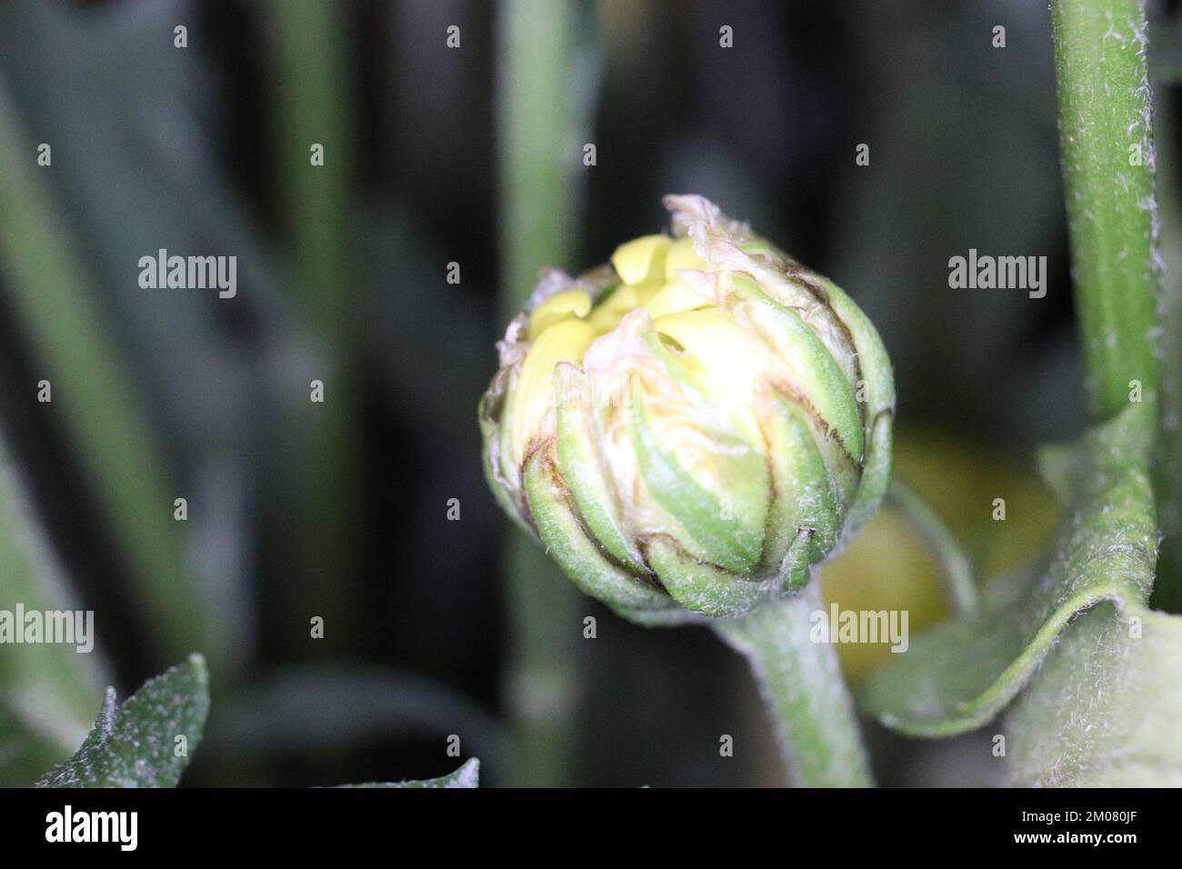 Coronidium hi-res stock photography and images - Alamy