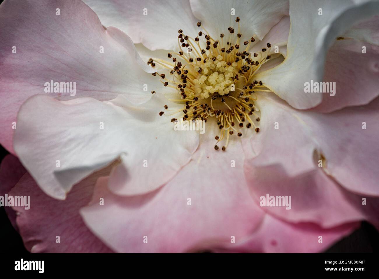 A closeup of a pink rose flower growing in a garden Stock Photo - Alamy