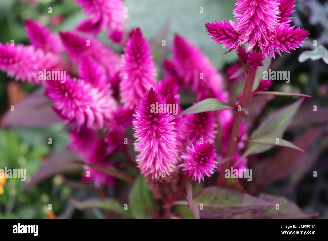 A selective focus of bright pink Celosia flowers in a garden Stock ...