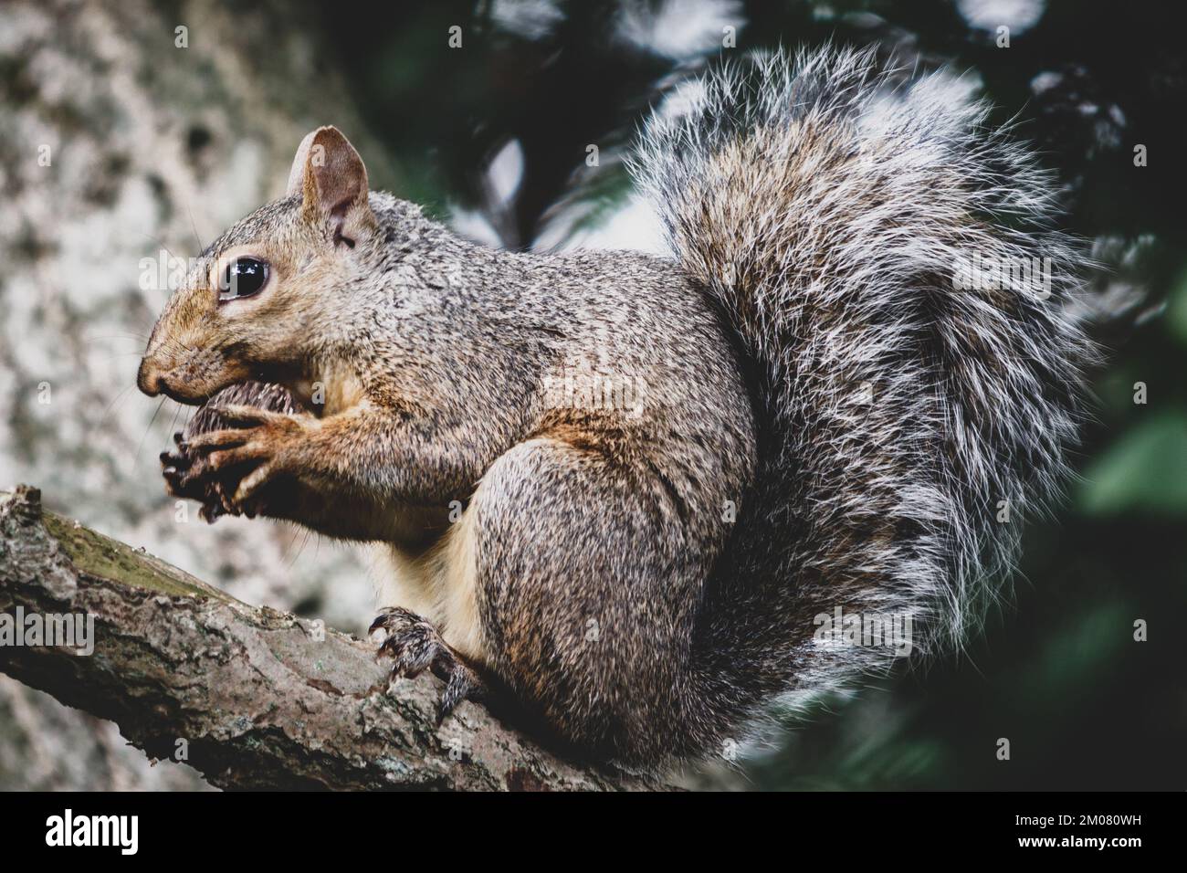 A closeup of an eastern gray squirrel on the tree Stock Photo - Alamy