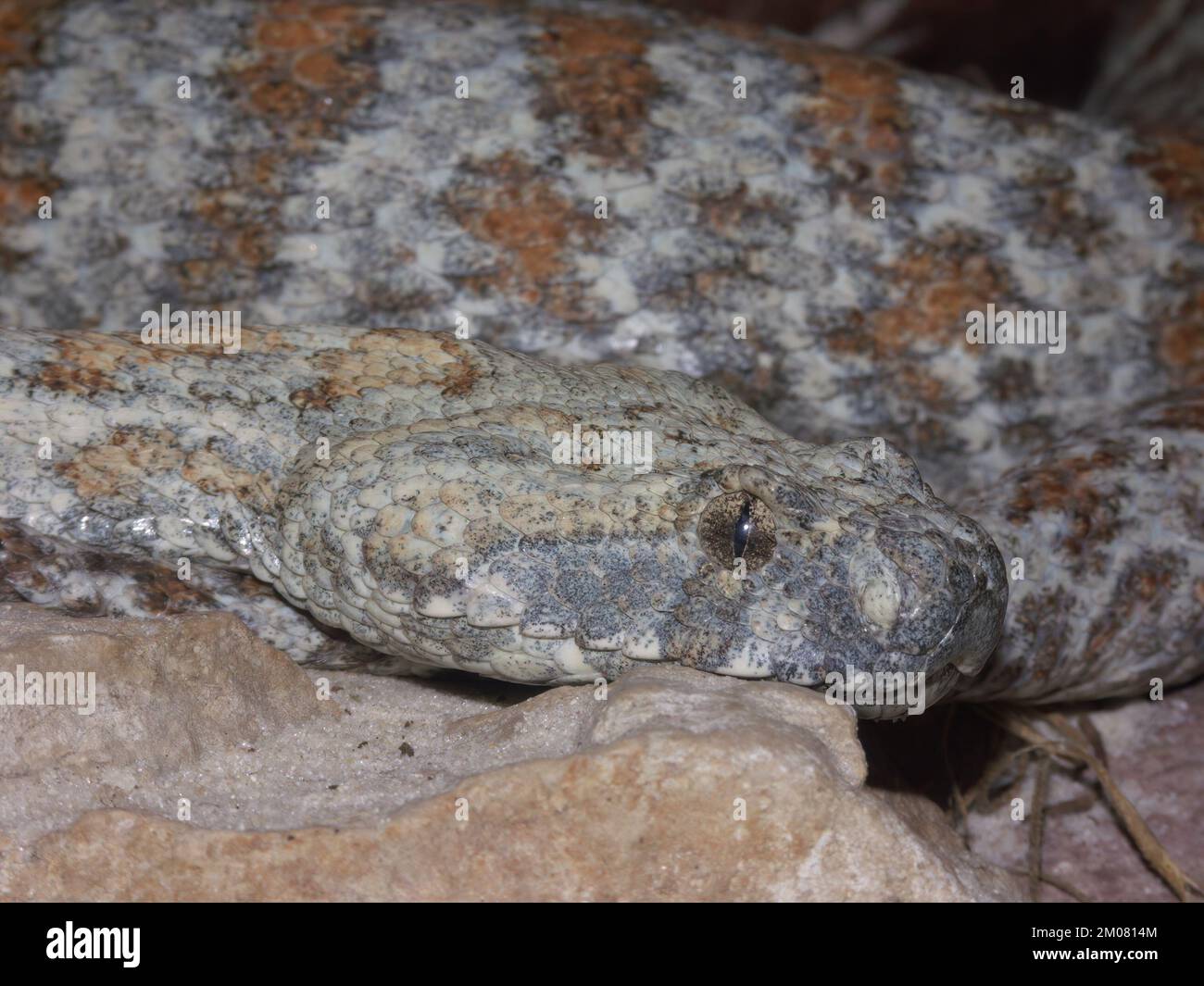 Closeupo on the north African venomous blunt-nosed , Lebetine or Levant ...