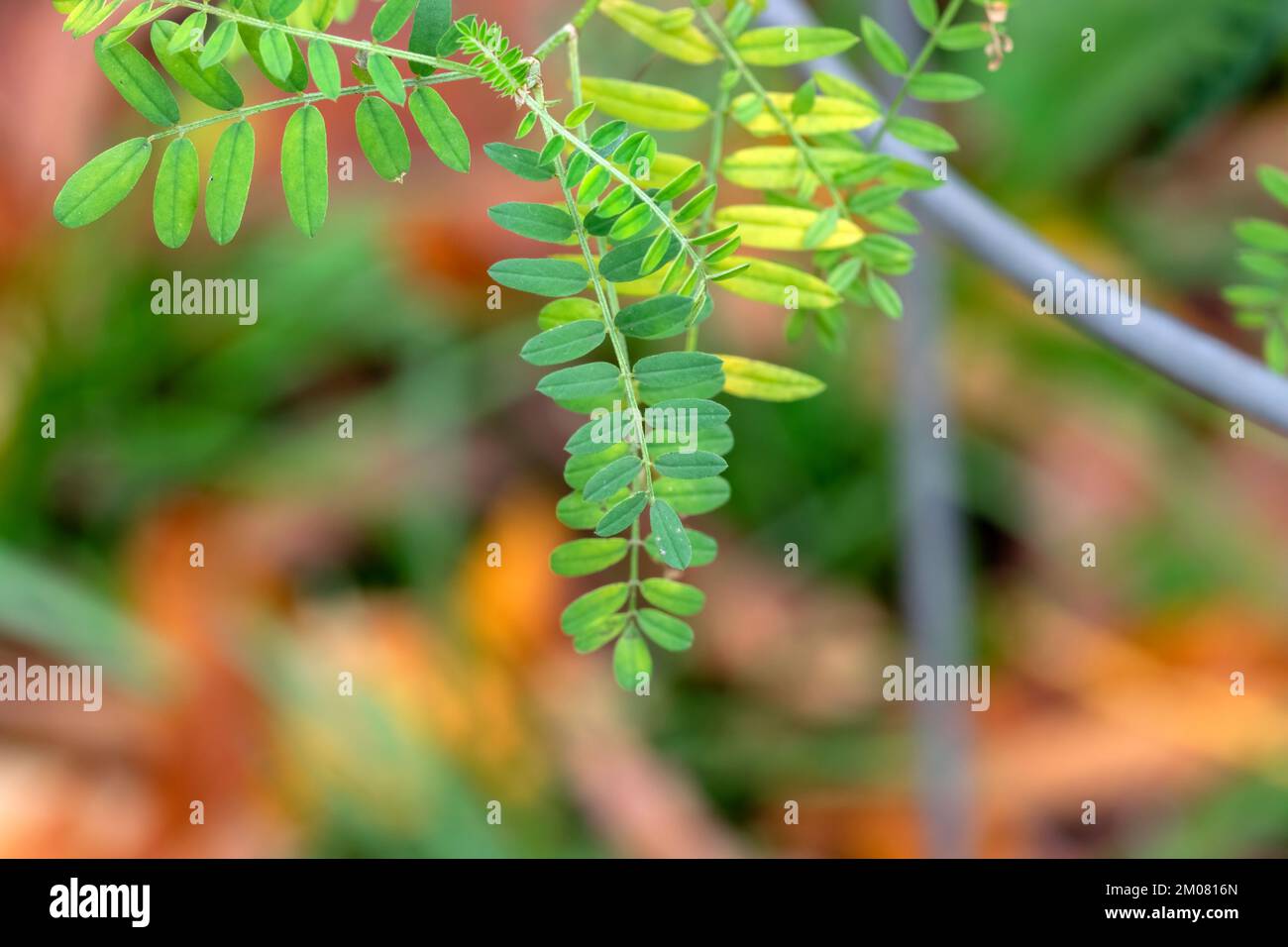 Close Up Astragalus Cicer L Plant At Amsterdam The Netherlands 28-10 ...