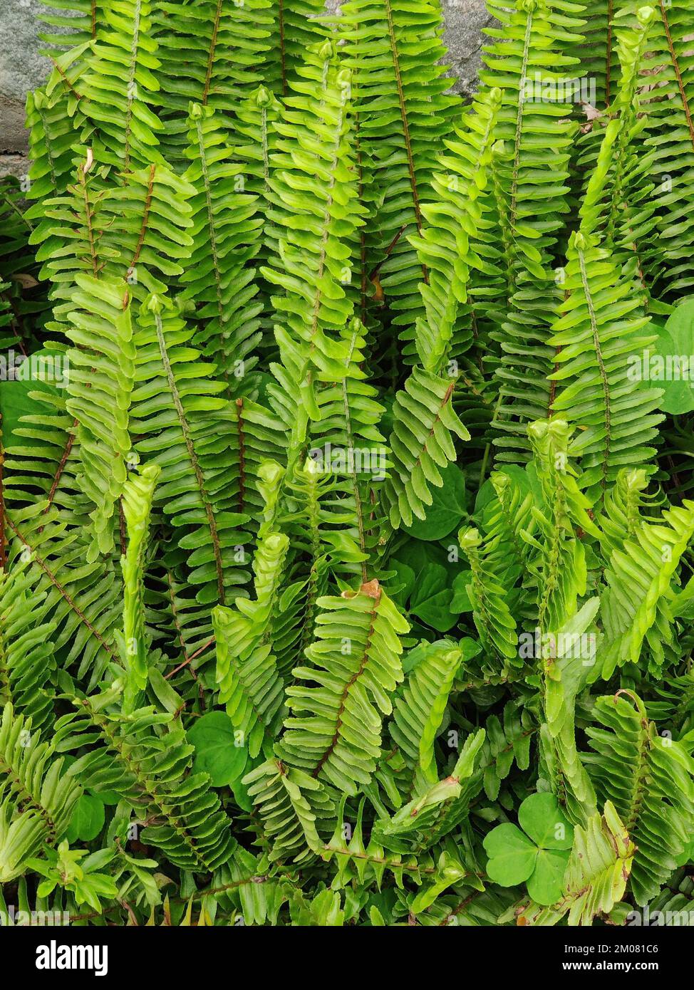 A vertical closeup shot of ferns (Nephrolepis cordifolia) with vibrant ...