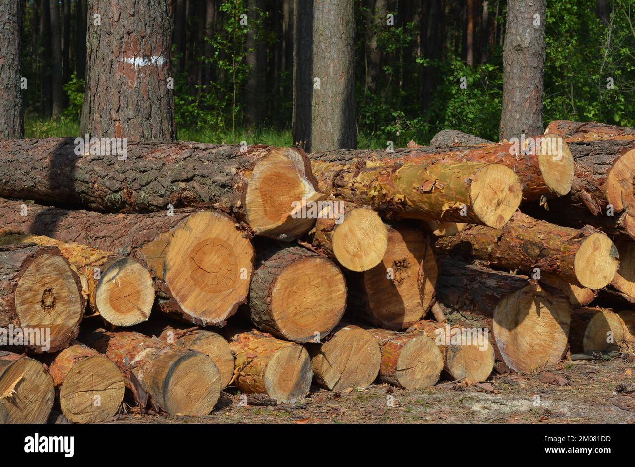 Pine wood logs, cut pine tree timber as a sign of deforestation. Stacks ...