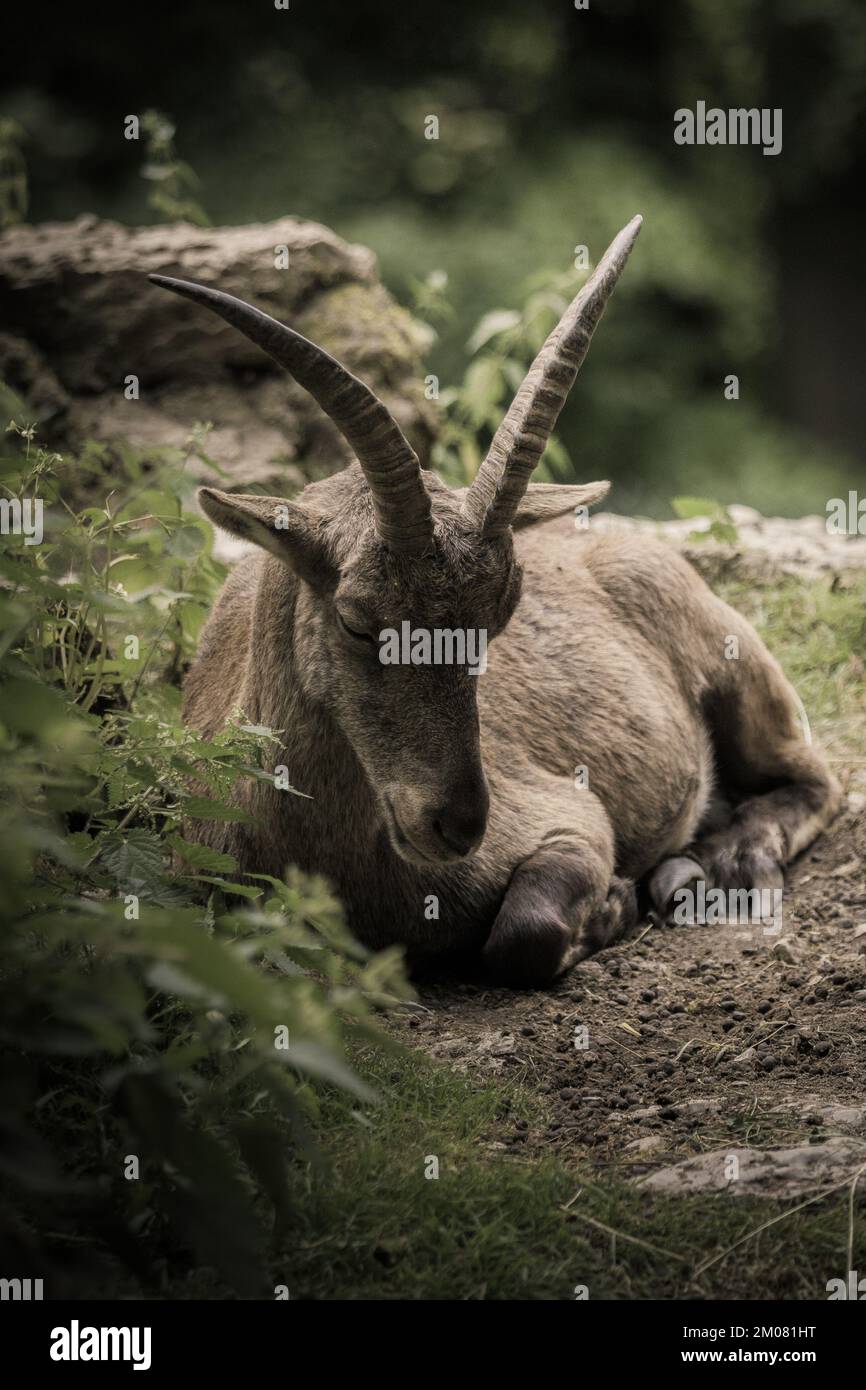 A vertical closeup of a Mountain goat sitting on the ground against ...