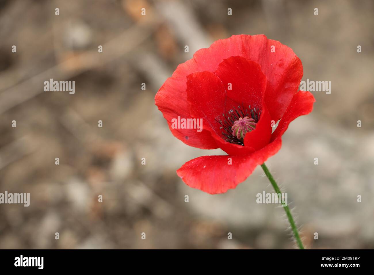 A closeup of a red poppy growing in a garden Stock Photo - Alamy