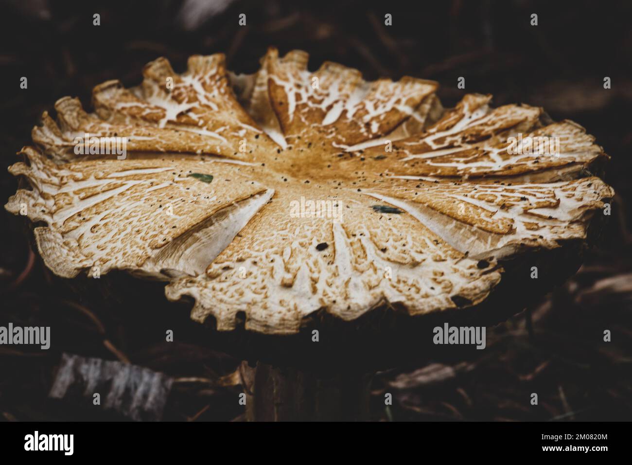 Termitomyces hi-res stock photography and images - Alamy