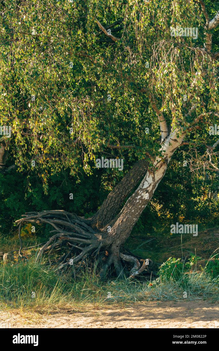 Fallen white birch tree at Kattegat sea West beach in Halmstad, Sweden ...