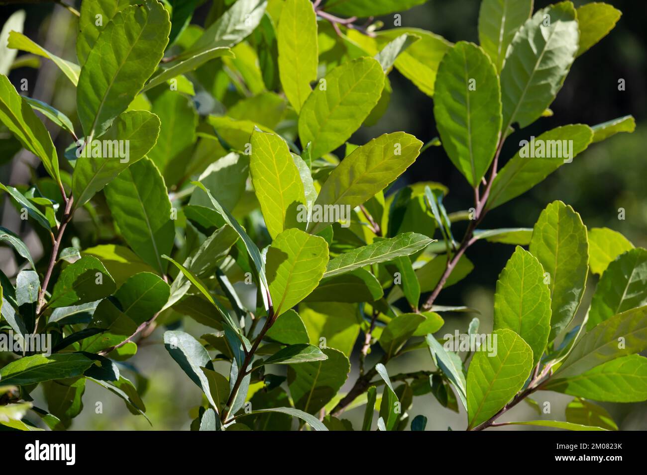 Yerba mate plantation hi-res stock photography and images - Alamy