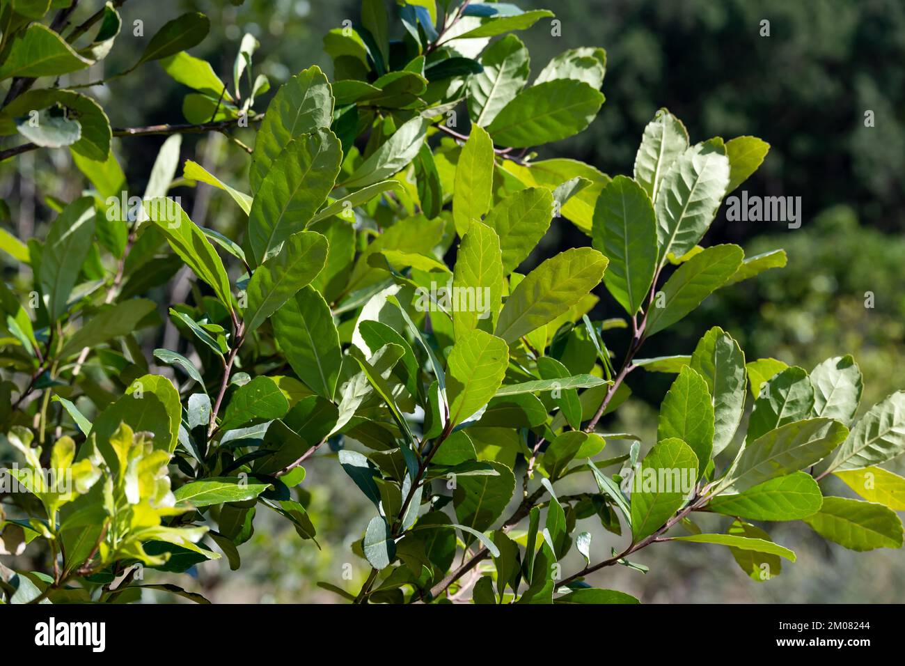 Yerba mate plantation hi-res stock photography and images - Alamy