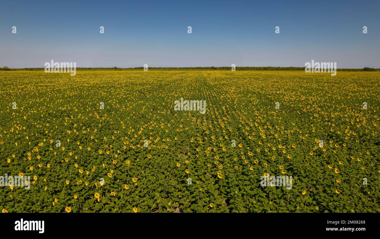 An aerial view of sunflower plantation under blue bright sky Stock ...