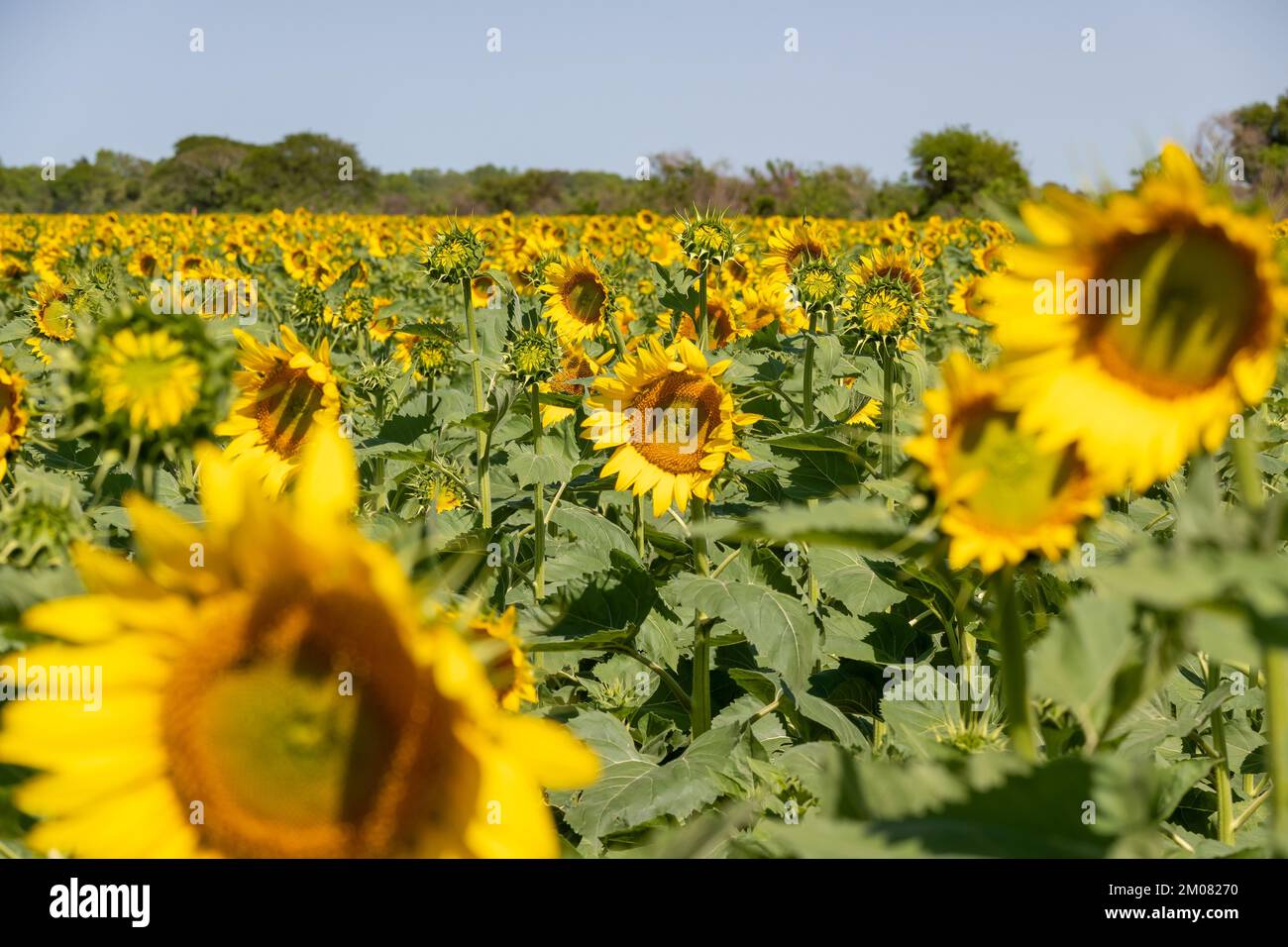 An aerial view of sunflower plantation under blue bright sky Stock ...