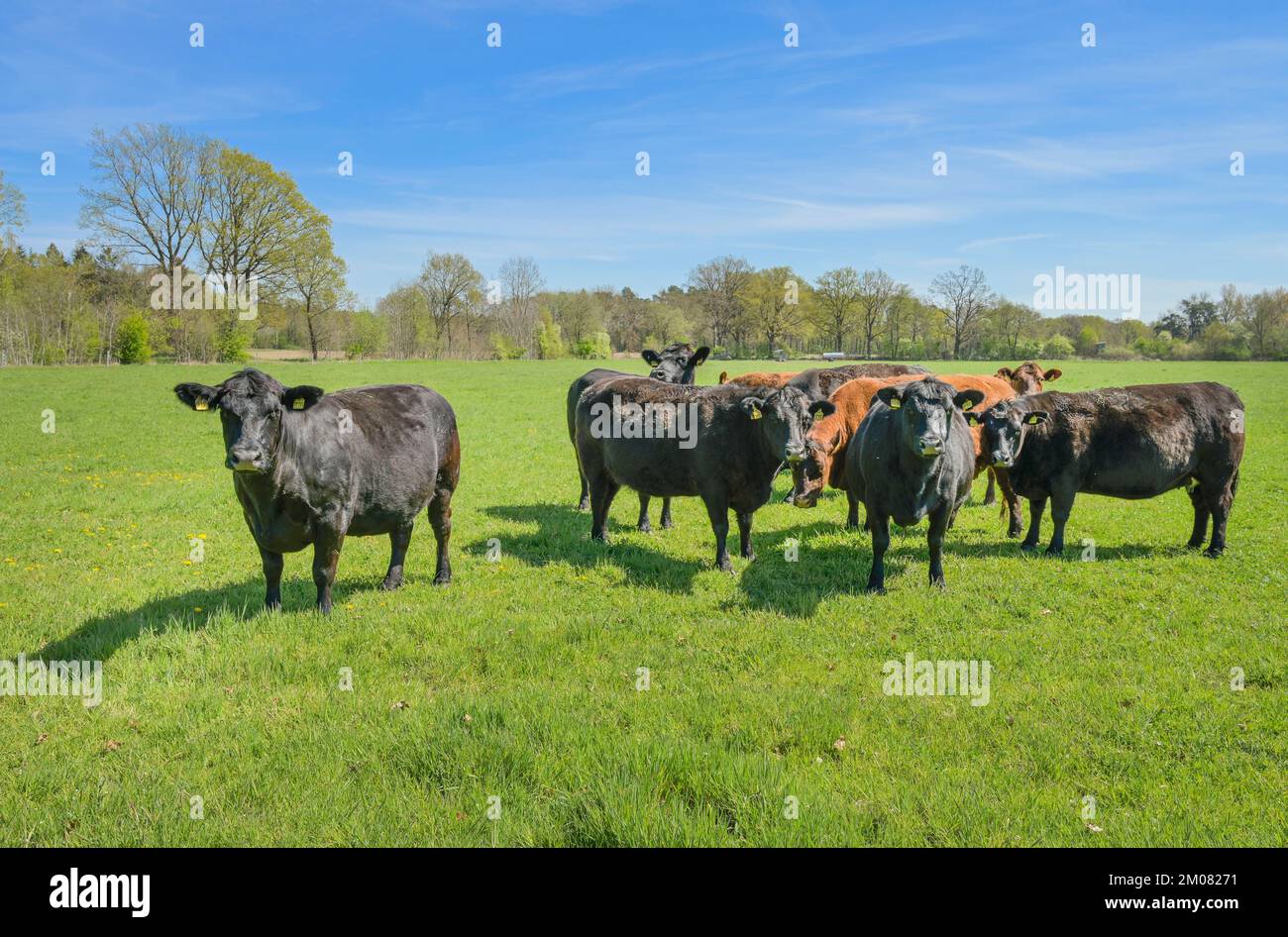 Rinder weide hi-res stock photography and images - Alamy