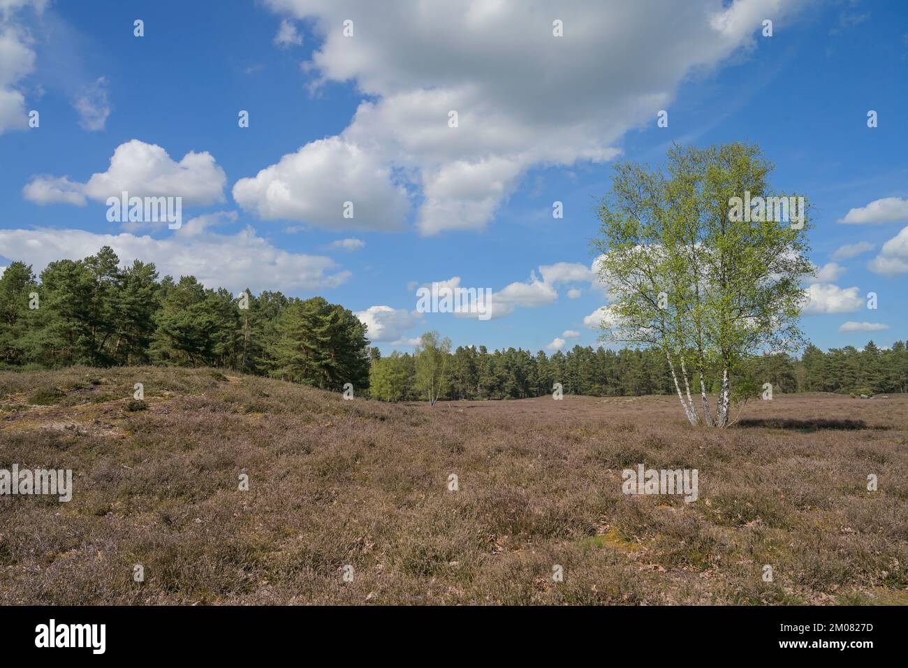 Bunstorfer heide hi-res stock photography and images - Alamy