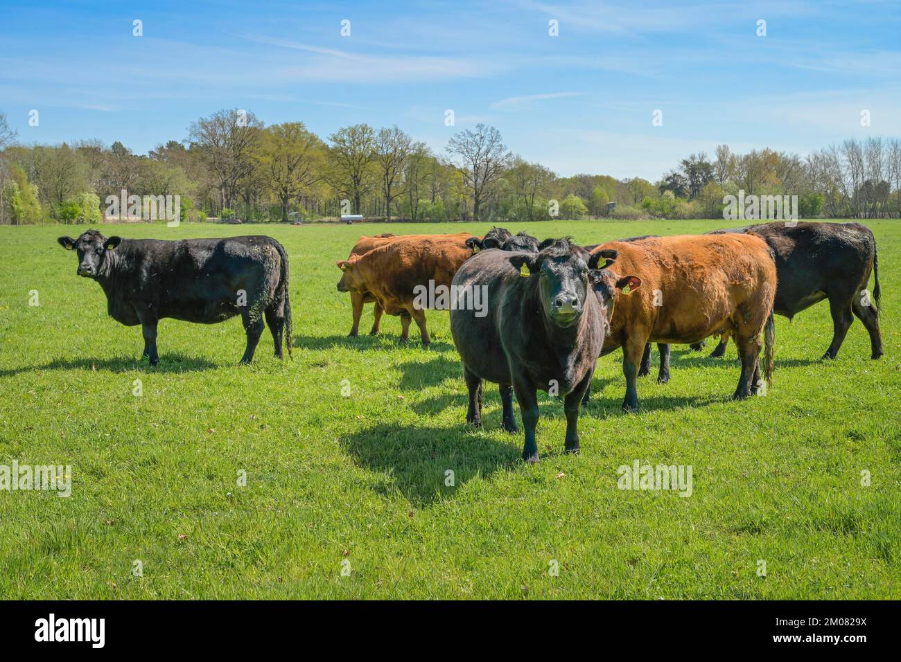 Rinder, Weide, Niedersachsen, Deutschland Stock Photo - Alamy