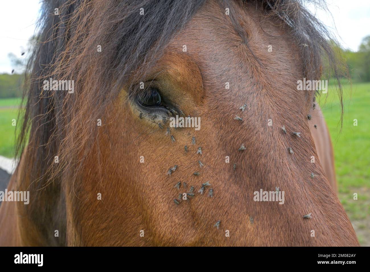 Pferd, Kaltblut, Kopf, Fliegen, Niedersachsen, Deutschland Stock Photo ...