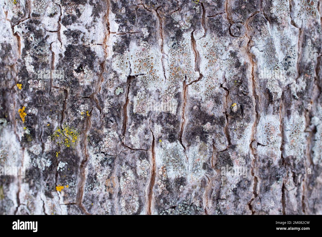 Corteccia dacero hi-res stock photography and images - Alamy