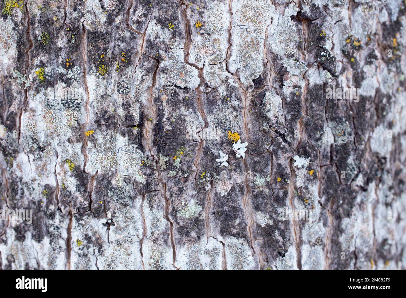 Casca de arvore de bordo hi-res stock photography and images - Alamy