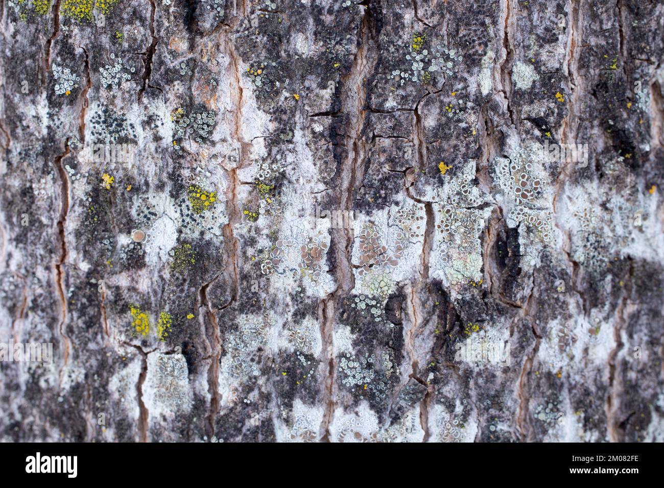 Corteccia dacero hi-res stock photography and images - Alamy