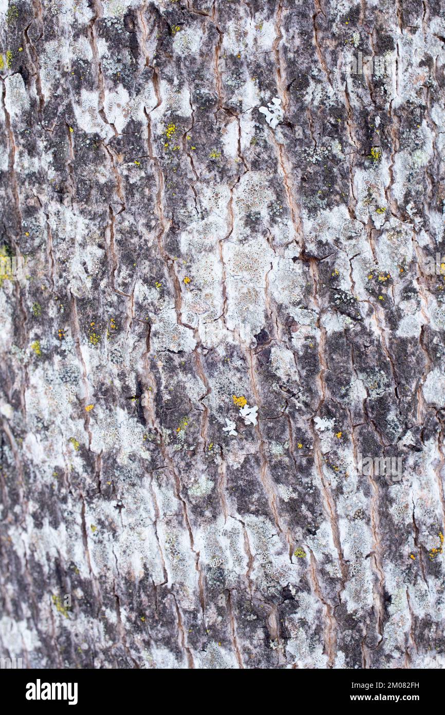 Casca de arvore de bordo hi-res stock photography and images - Alamy