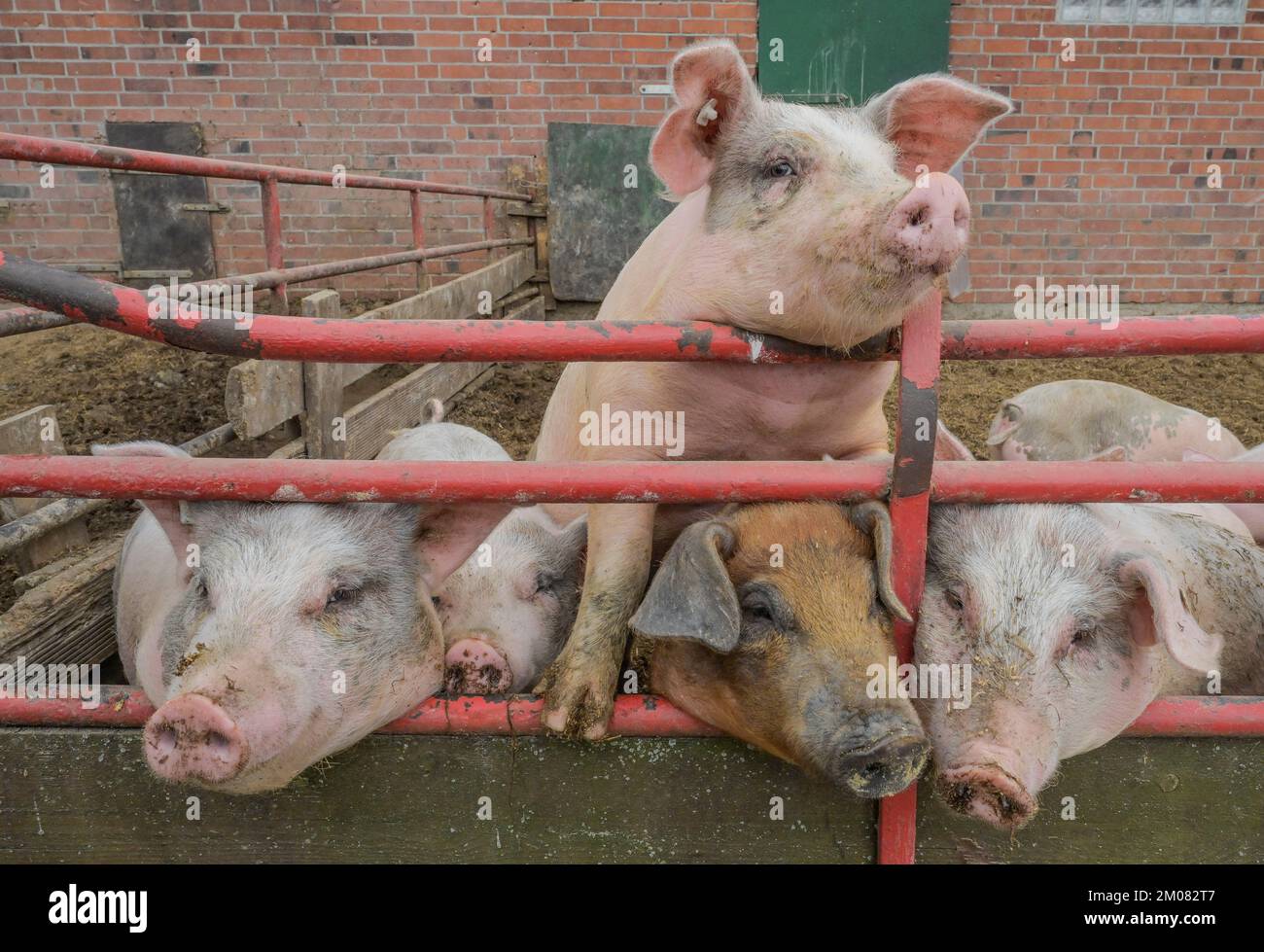 Hausschweine, Stall, Niedersachsen, Deutschland Stock Photo - Alamy