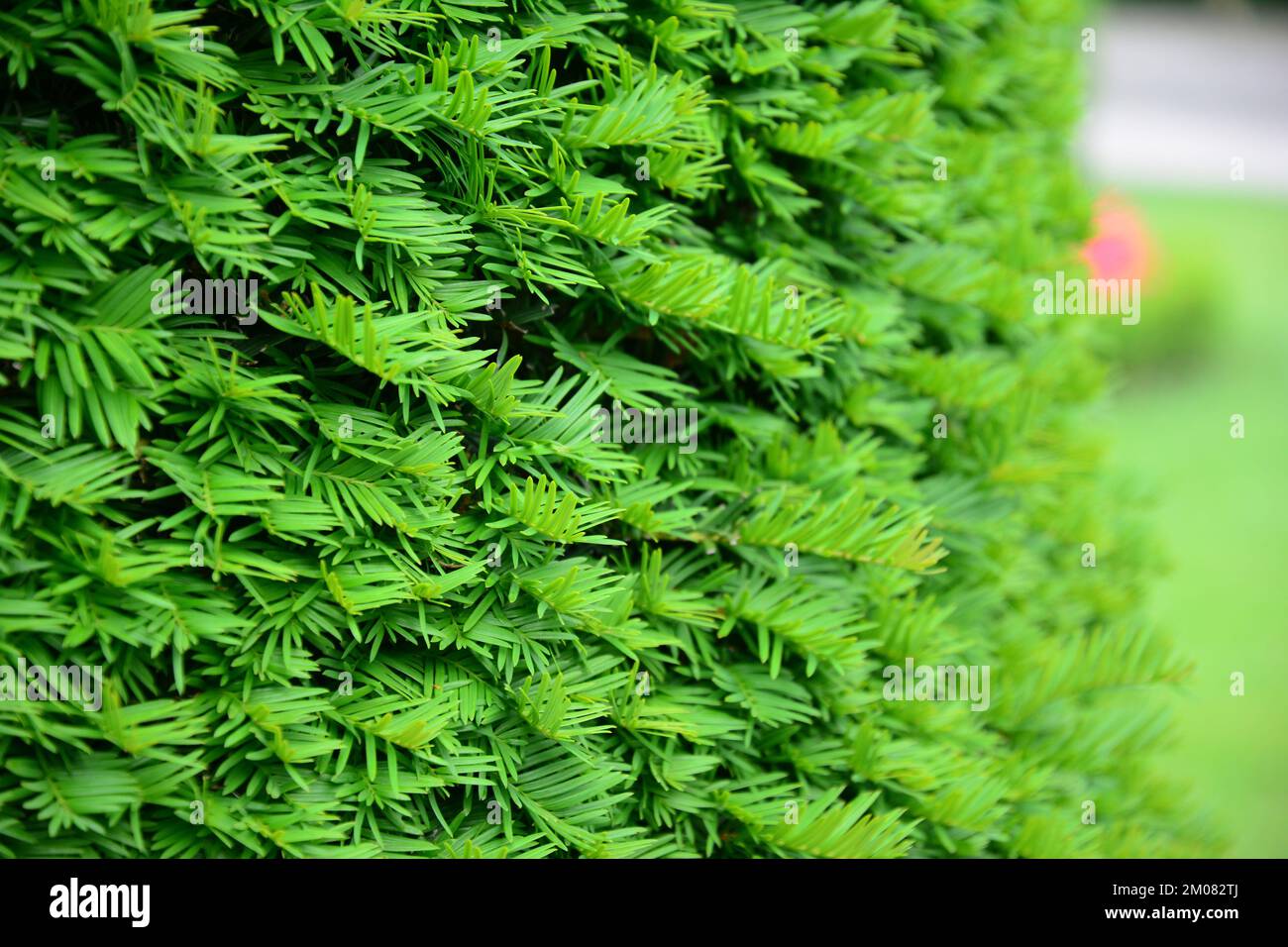 Close up on Taxus baccata, European yew hedge textured background. Yew ...
