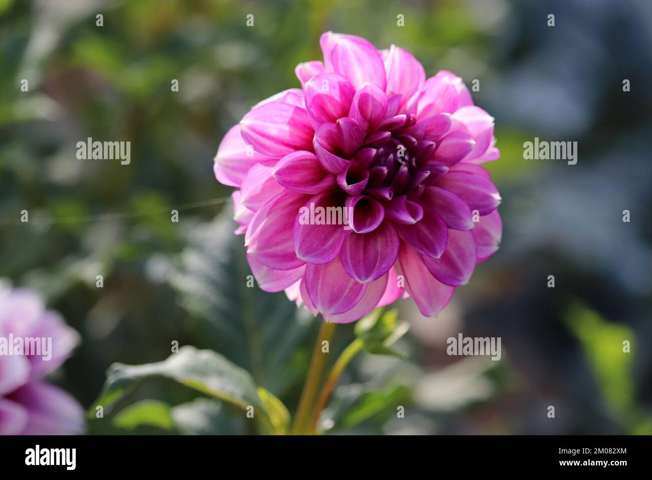 A closeup of a pink dahlia pinnata flower Stock Photo - Alamy