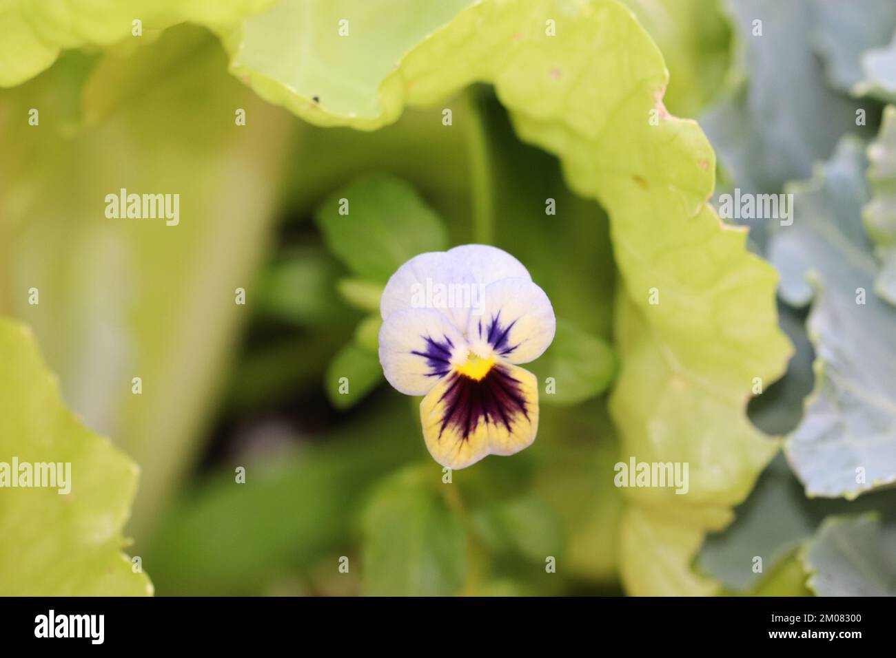 White viola hi-res stock photography and images - Alamy