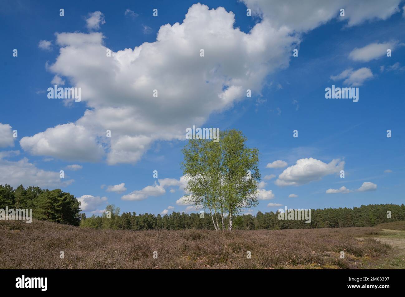 Klein bunstorfer heide hi-res stock photography and images - Alamy