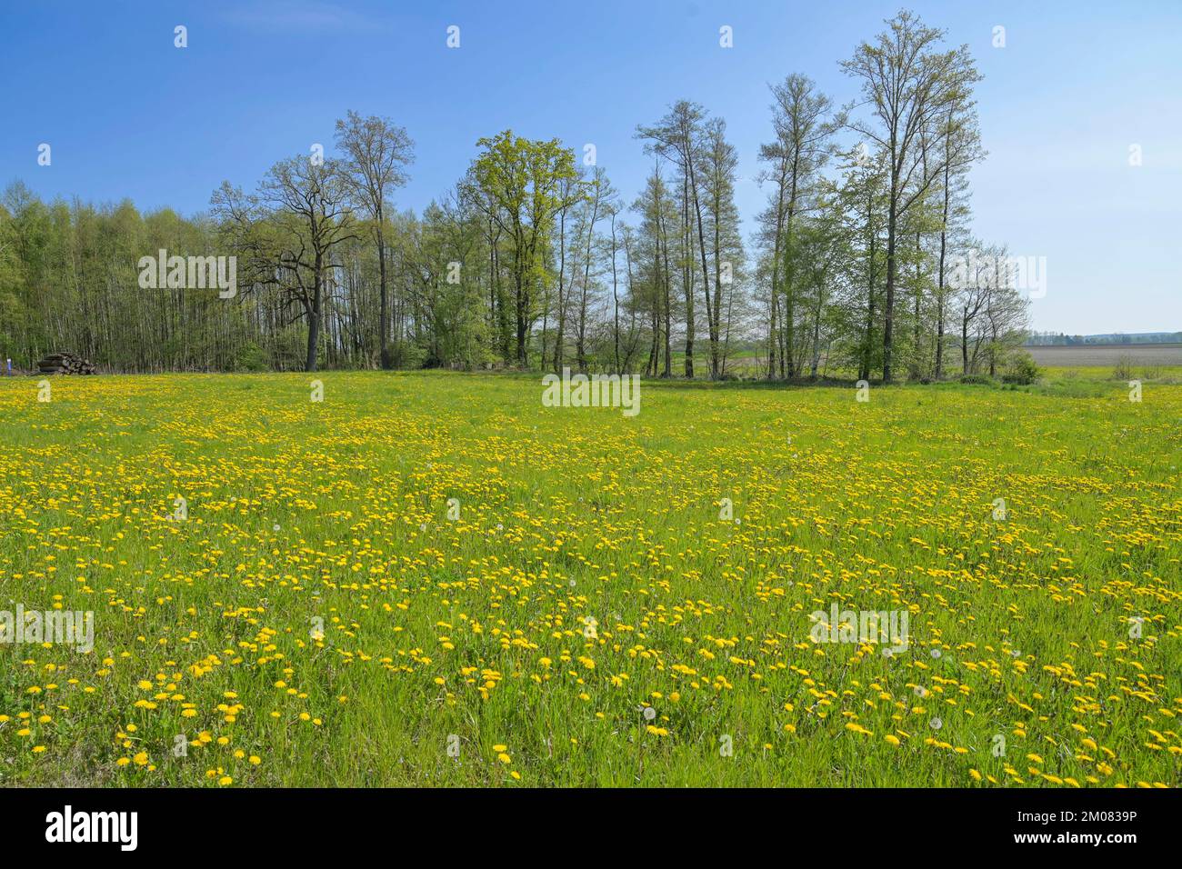 Landwirtschaft lowenzahn hi-res stock photography and images - Alamy