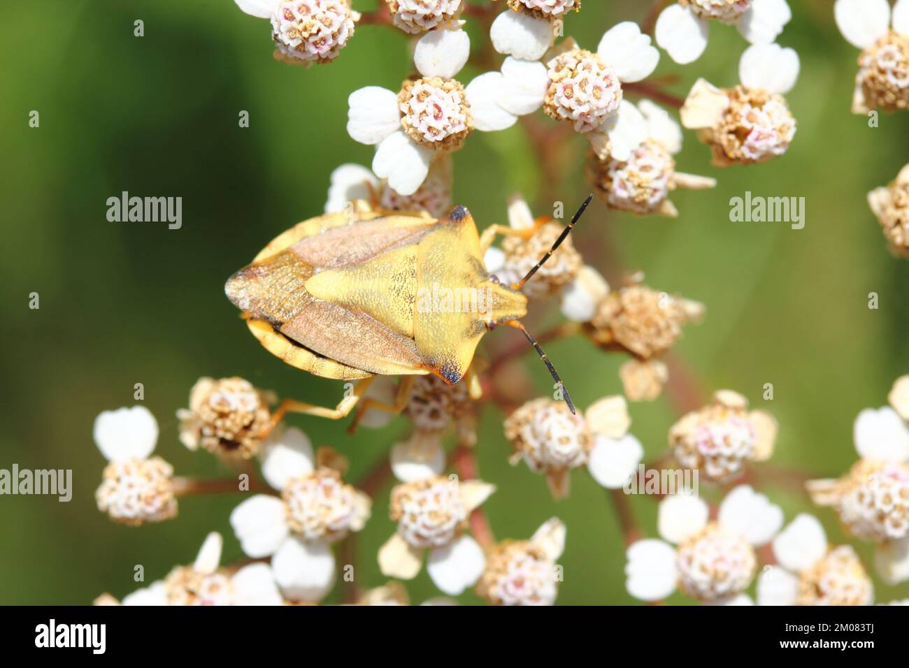 The green shield bug (Palomena prasina) is a bug in the family stink ...