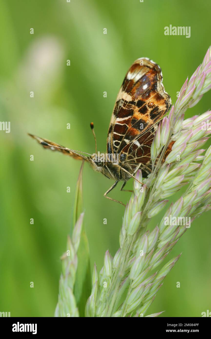 Upward angle natural closeup on the colorful orange spring version of ...