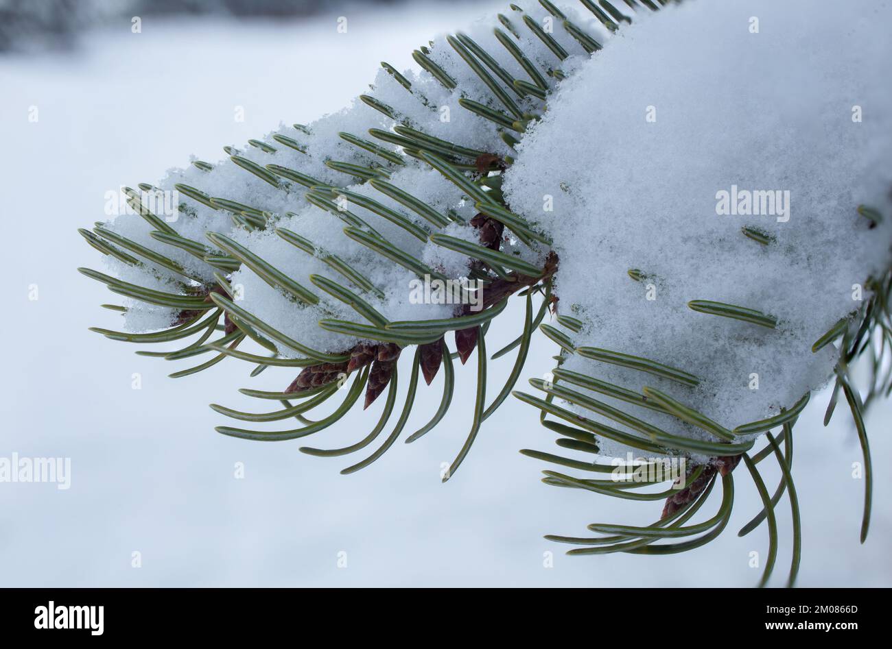 A snow frosted Rocky Mountain Douglas fir tree branch, Pseudotsuga ...