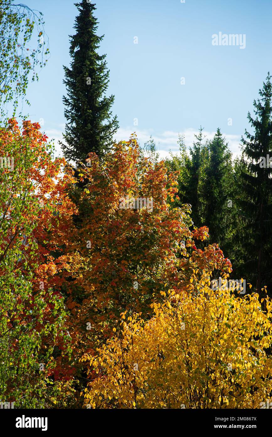 Colorful leaves with different colors in forest Stock Photo - Alamy
