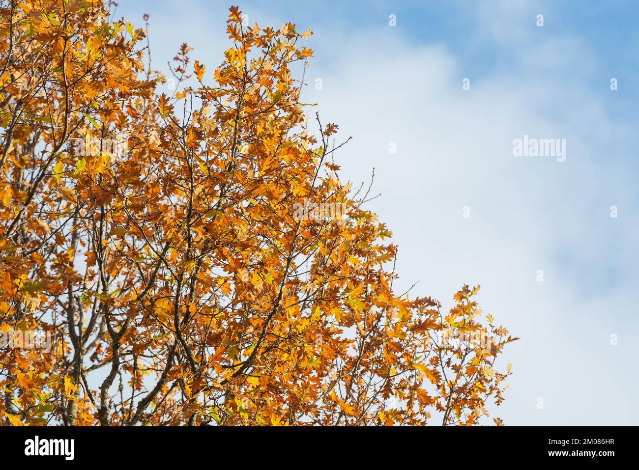 Orange oak tree leaves in autumn Stock Photo - Alamy