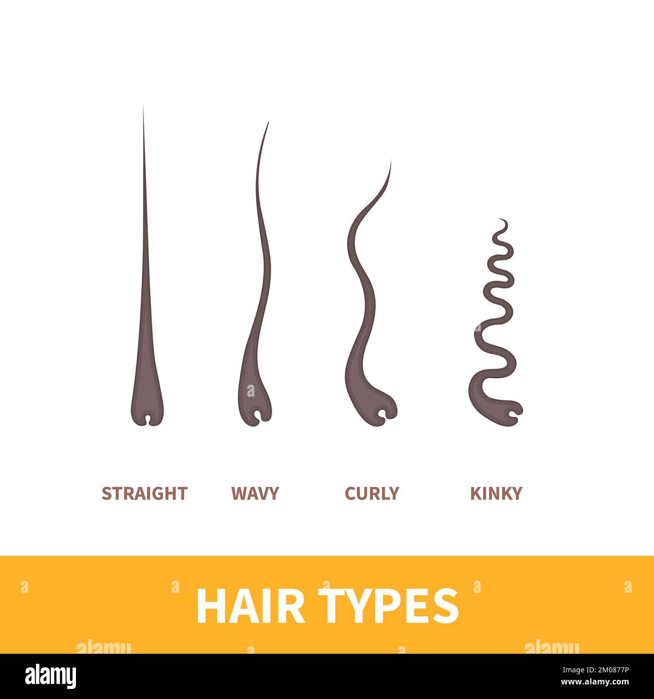 Hair types chart set of strands growth patterns Stock Vector Image ...