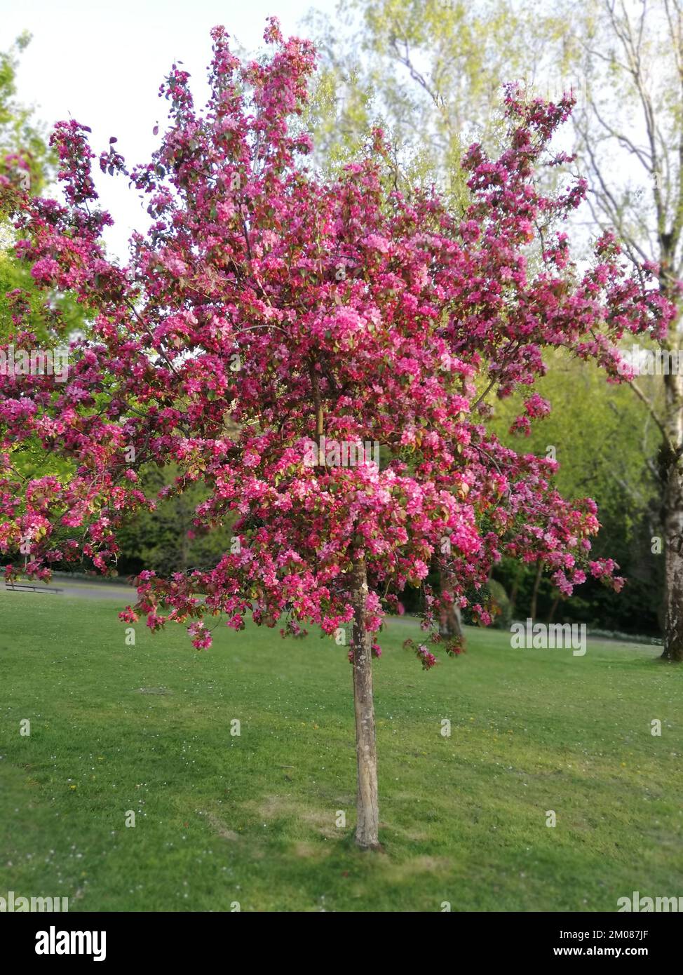 cherry blossom tree in full bloom Stock Photo - Alamy