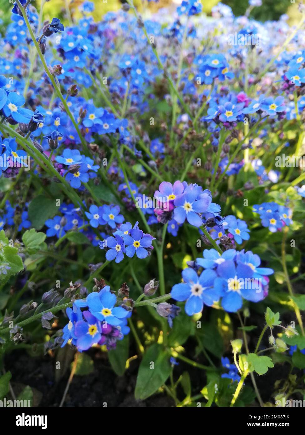 field of water forget me not flowers Stock Photo - Alamy