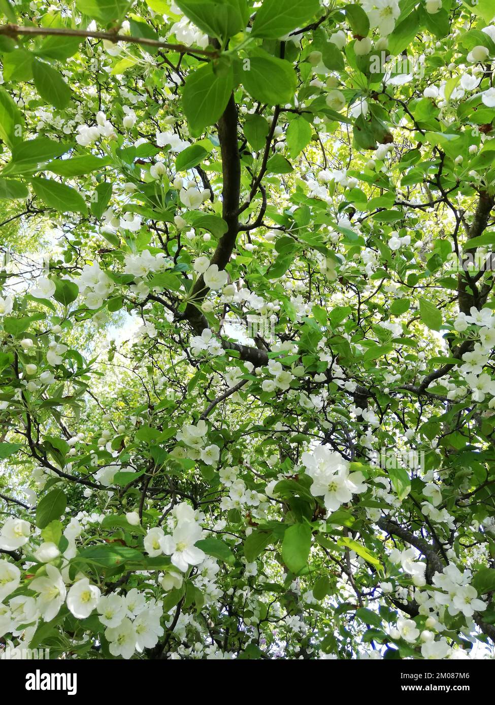 A beautiful crabapple tree in bloom in springtime Stock Photo - Alamy