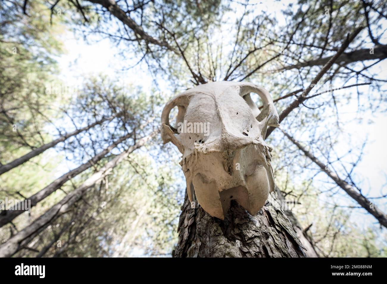 animal skull hanging on a pine tree, Sierra de Santo Domingo protected ...